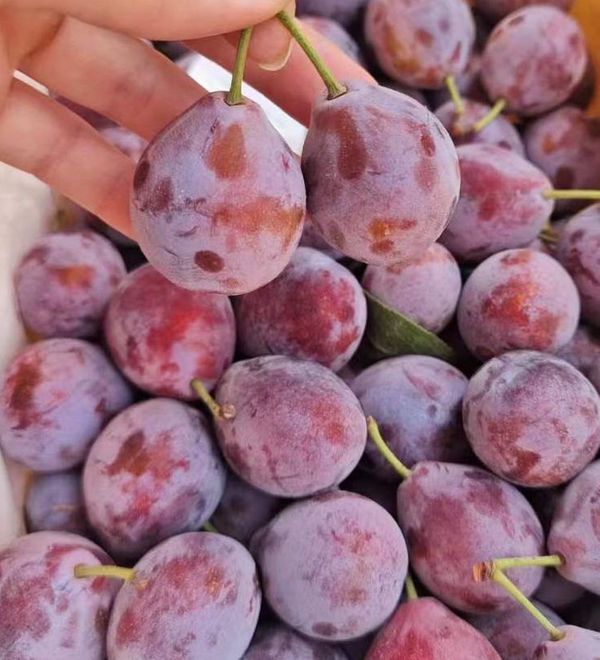 Organic prune | Happy Families Online Shop - your organic and gourmet ...